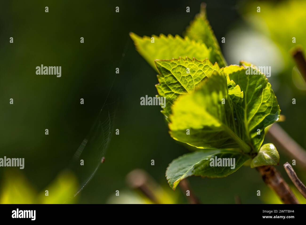Detailed view of a single green leaf on a tree in the Po Valley, Italy ...
