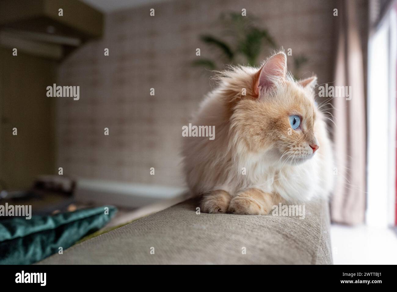 On back of sofa hi-res stock photography and images - Alamy