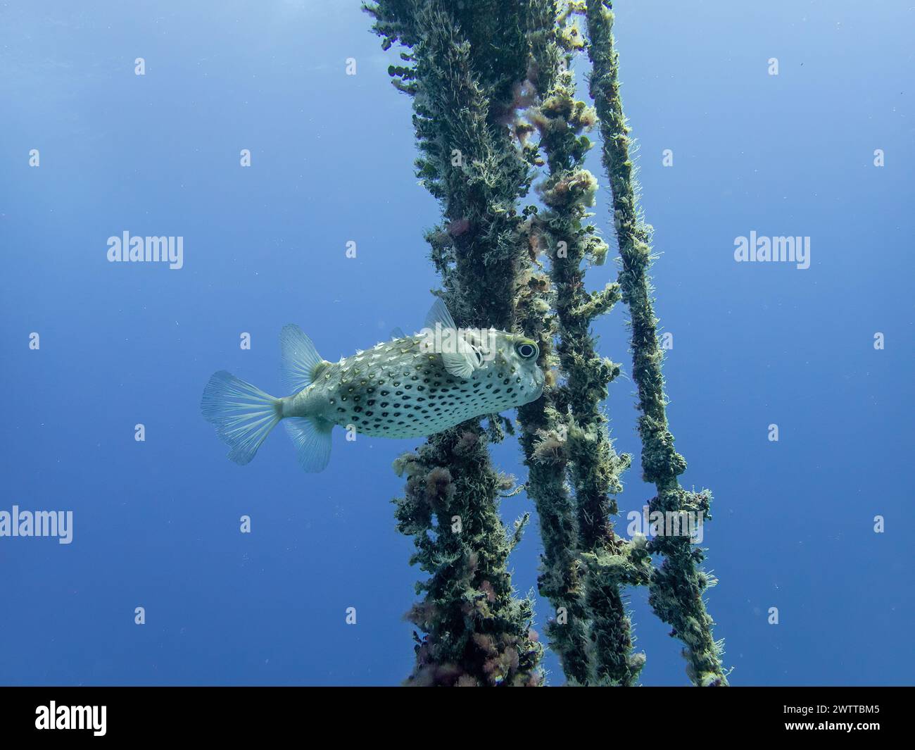 Yellow-spotted porcupinefish in the coral reef during a dive in Bali ...