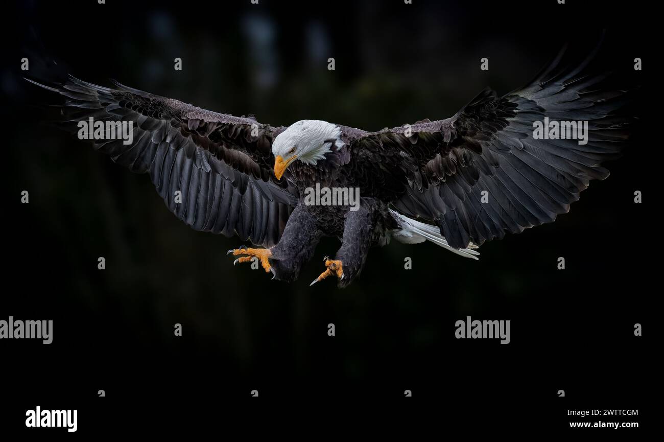 A bald eagle soaring through the sky, wings outstretched Stock Photo ...