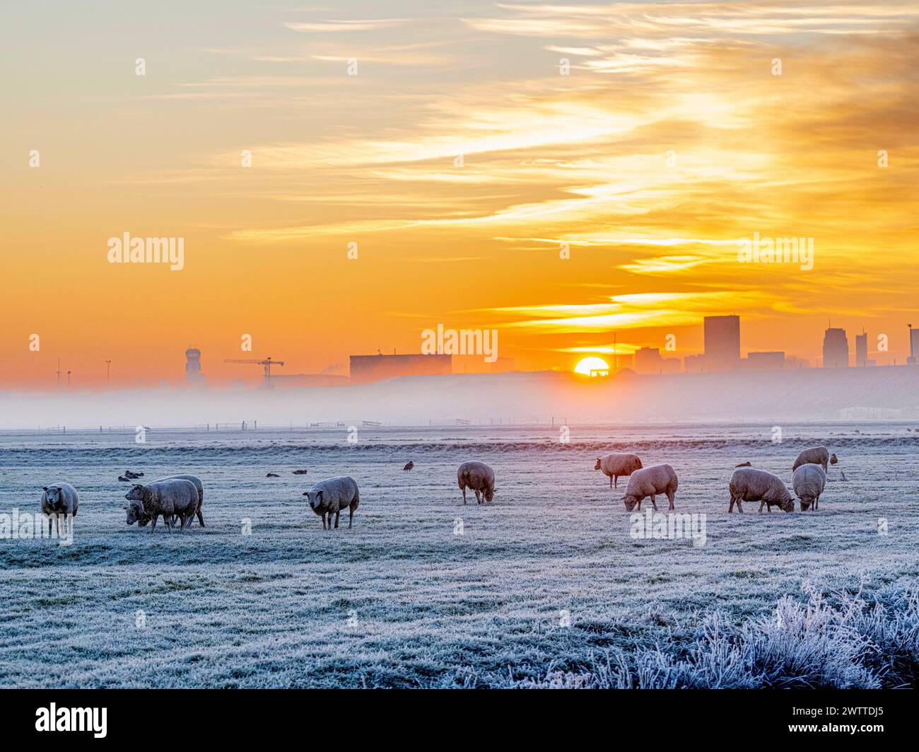 Sheep grazing on a frosty morning as the sun rises over the city ...