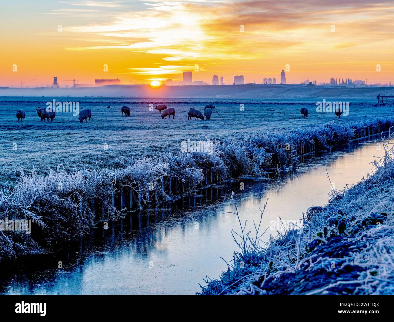 Sheep grazing on a frosty morning with a vibrant sunrise backdrop Stock ...