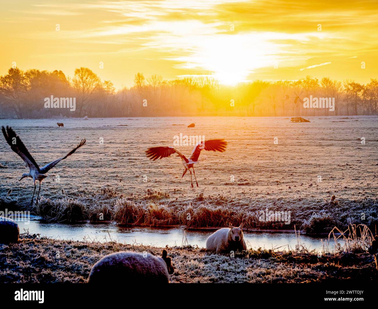 Crisp morning sunrise over a frosty landscape with birds taking flight ...
