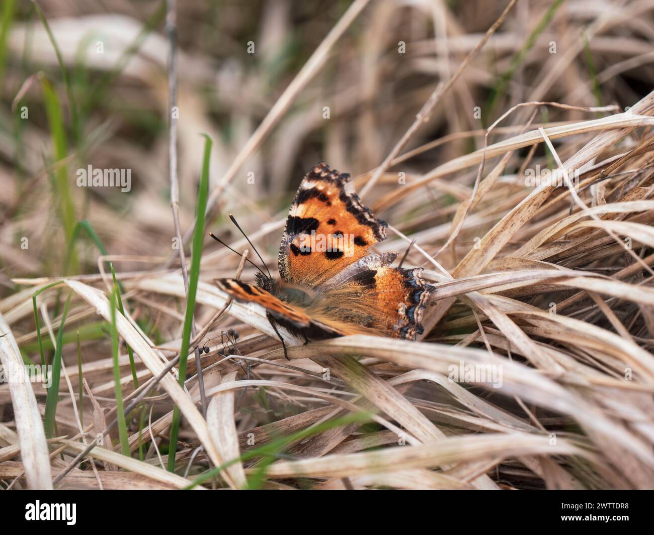 Rare Large Tortoiseshell Butterfly Resting with its Wings Open in ...