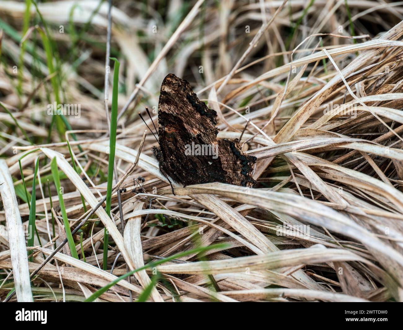 Rare Large Tortoiseshell Butterfly Resting with its Wings Closed in ...