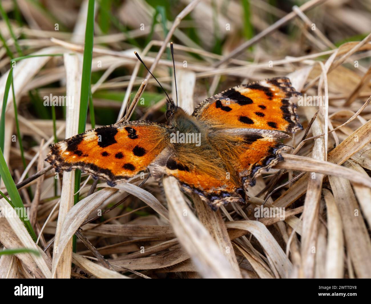 Rare Large Tortoiseshell Butterfly Resting with its Wings Open in ...