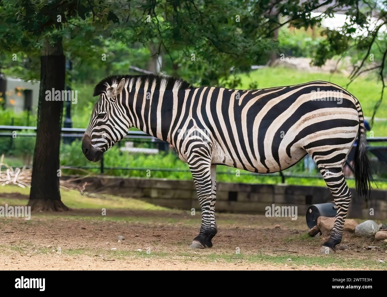 Black and white striped zebra in its pen on a summer day at Como Park ...