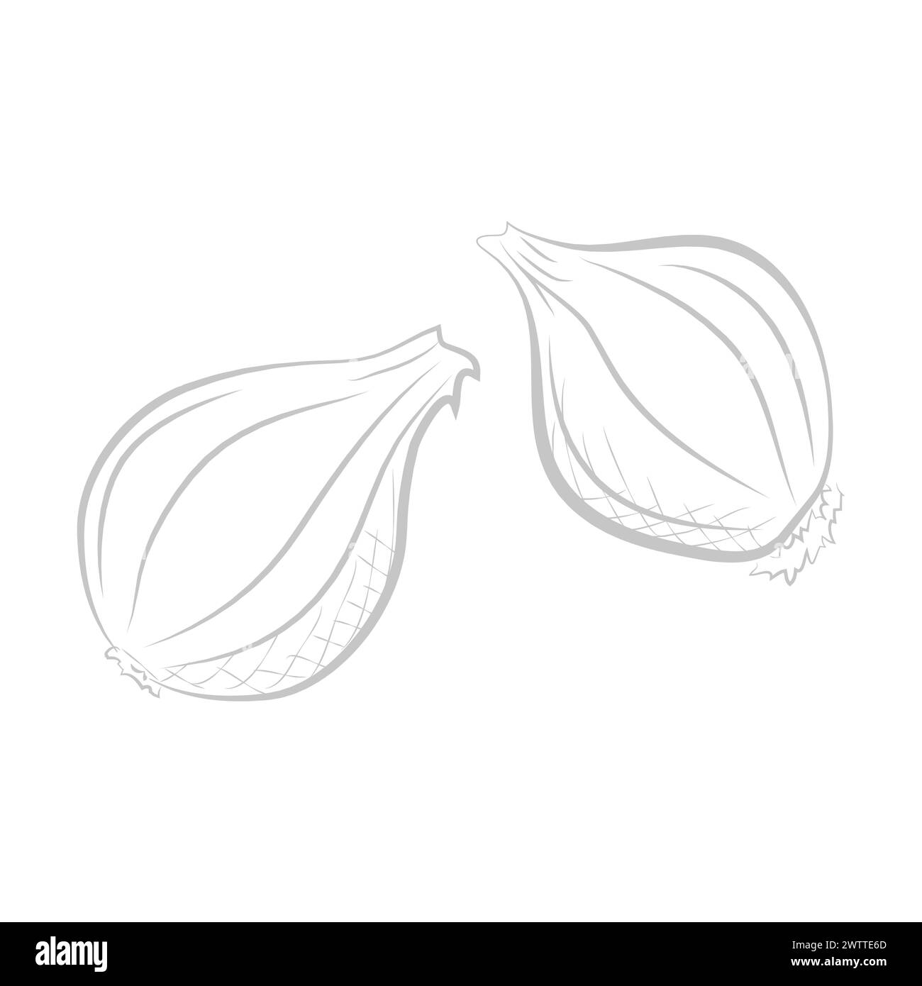 Onion, line sketch two bulbs with skins of farm vegetable for cooking ...