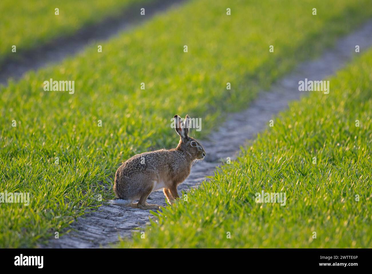 Foraging for plants hi-res stock photography and images - Alamy