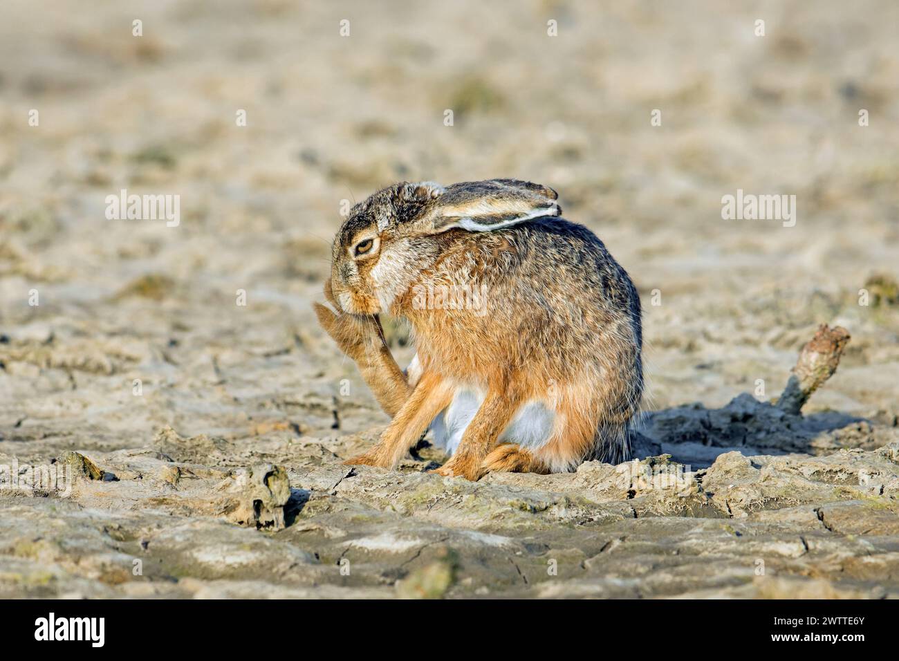 Hare leg hi-res stock photography and images - Alamy