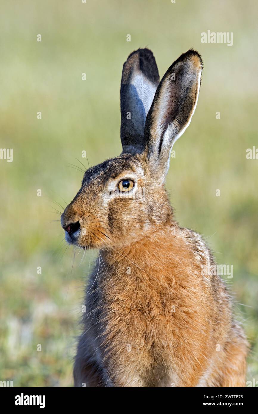 European brown hare (Lepus europaeus) close-up portrait in field Stock ...