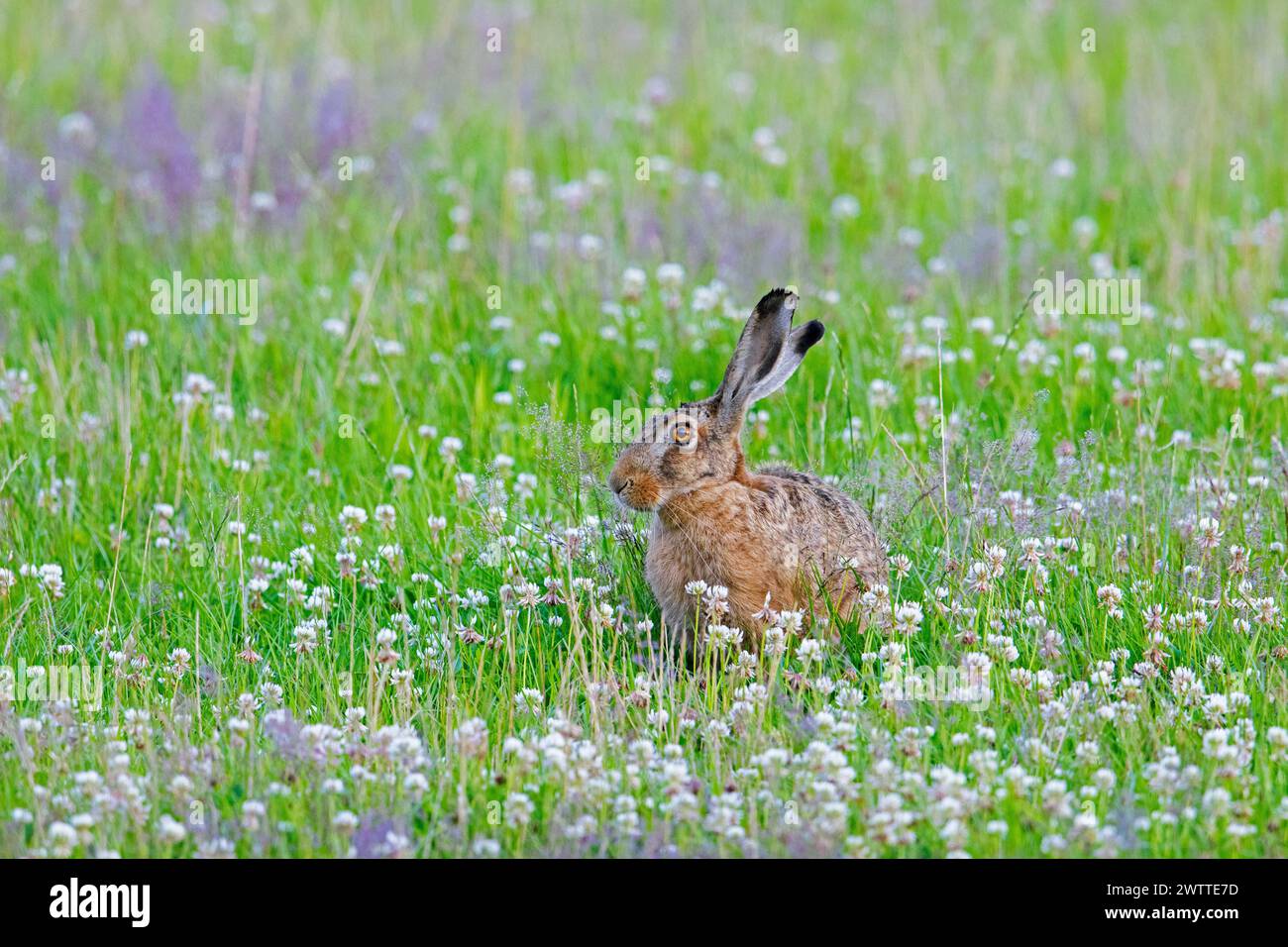 European brown hare (Lepus europaeus) sitting among wildflowers in ...