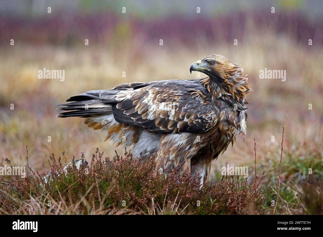 European golden eagle (Aquila chrysaetos chrysaetos) in moorland ...