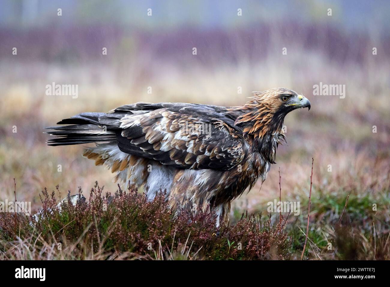 European golden eagle (Aquila chrysaetos chrysaetos) in moorland ...