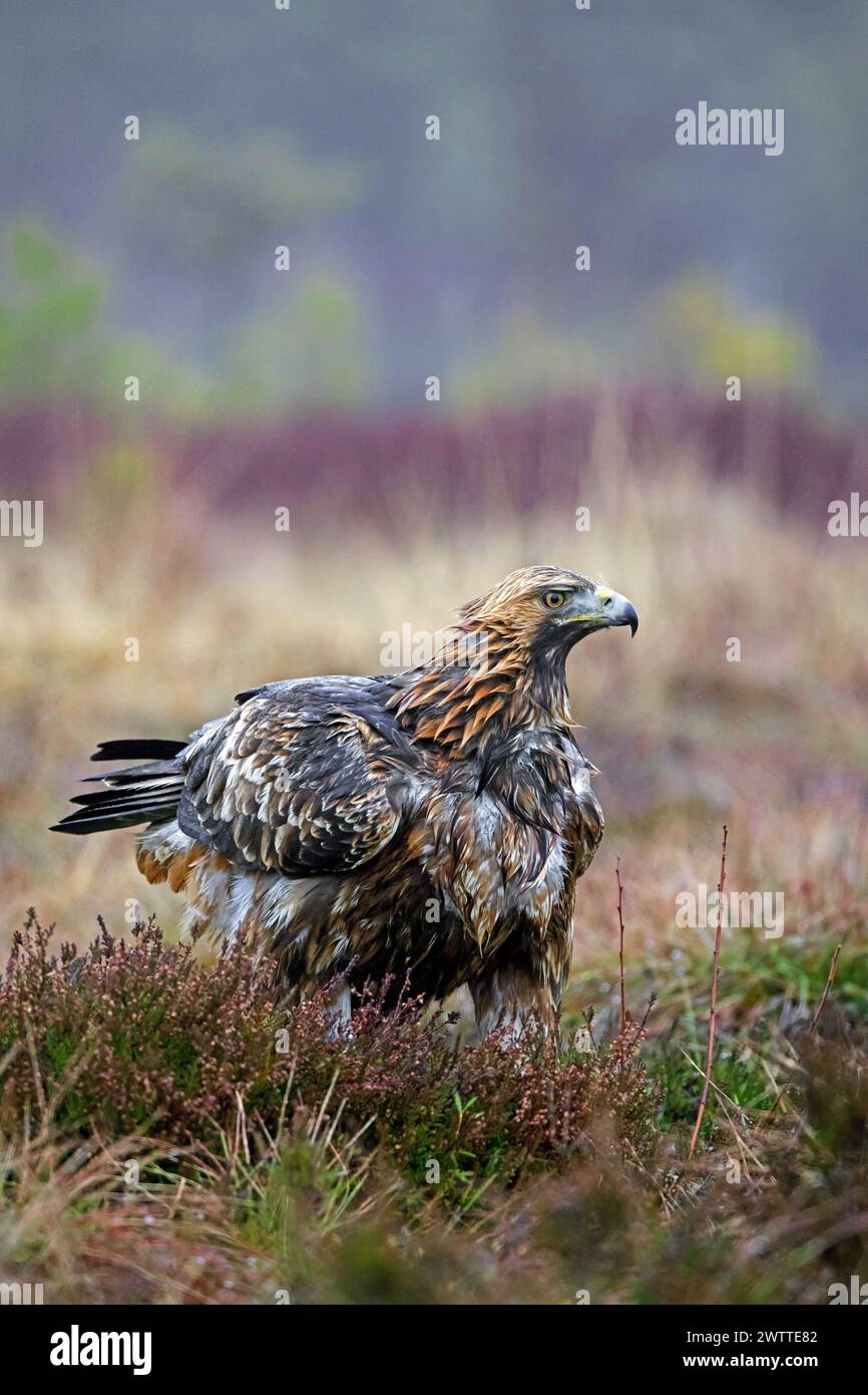 European golden eagle (Aquila chrysaetos chrysaetos) in moorland ...