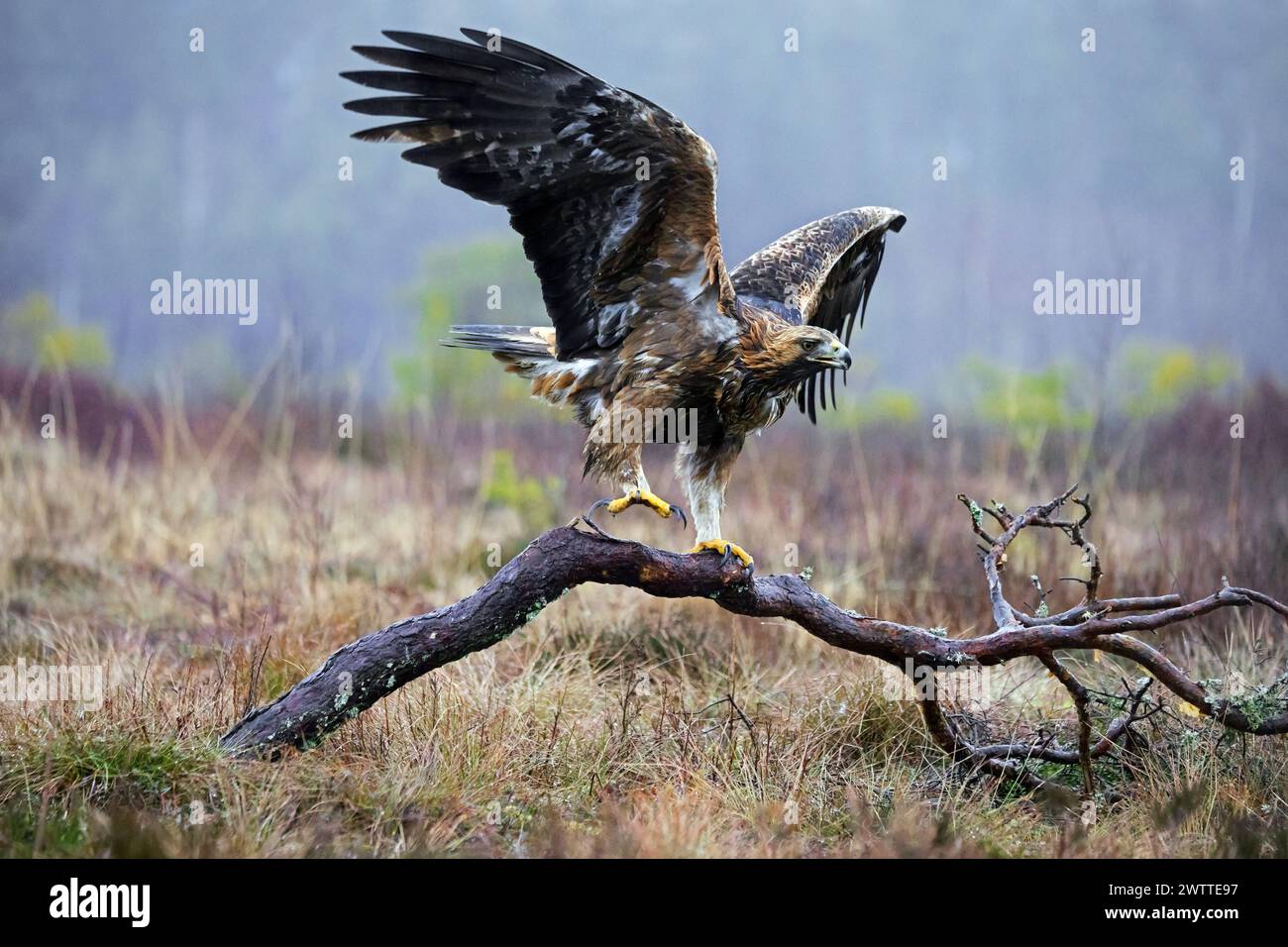 European golden eagle (Aquila chrysaetos chrysaetos) landing on branch ...