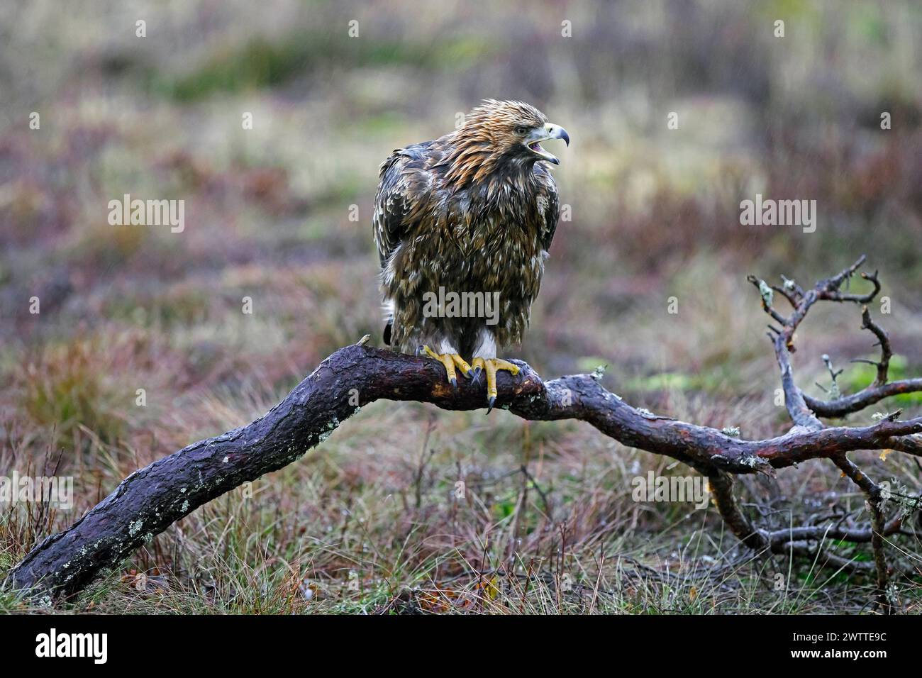 European golden eagle (Aquila chrysaetos chrysaetos) calling in the ...