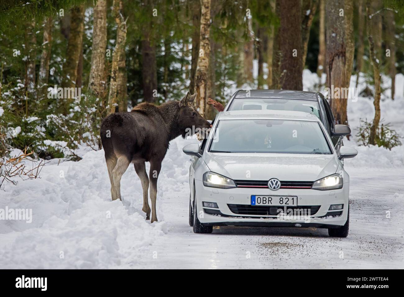 Curious moose / elk (Alces alces) fed by tourists in car on forest road ...