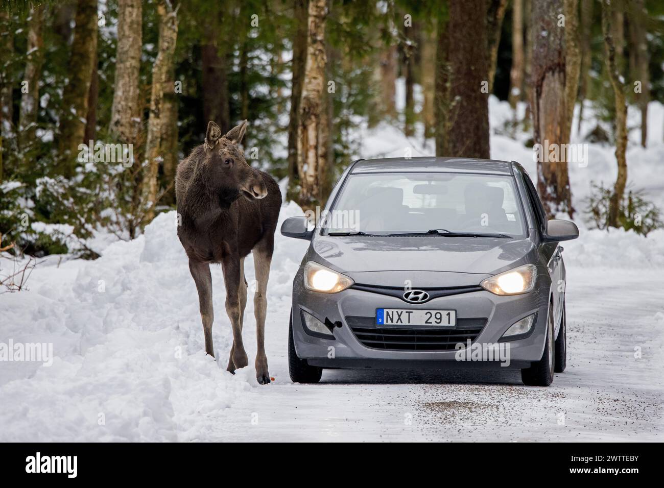 Moose / elk (Alces alces) crossing forest road with car passing by in ...
