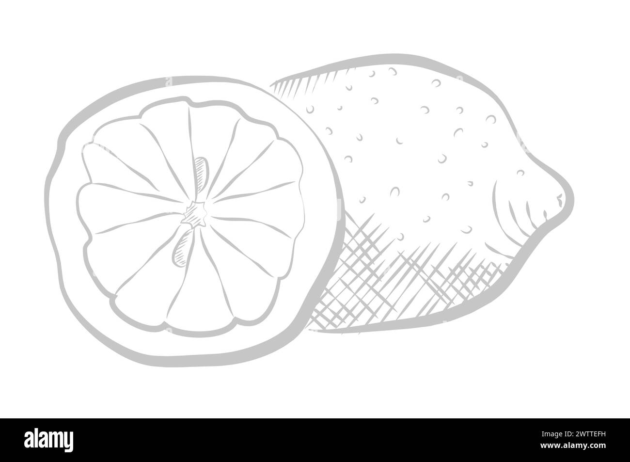 Lemons, line sketch whole citrus fruit with peel and cut into half ...