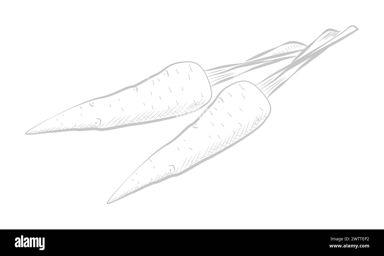 Carrots line sketch, two tubers with stem, vegetable garden harvest ...