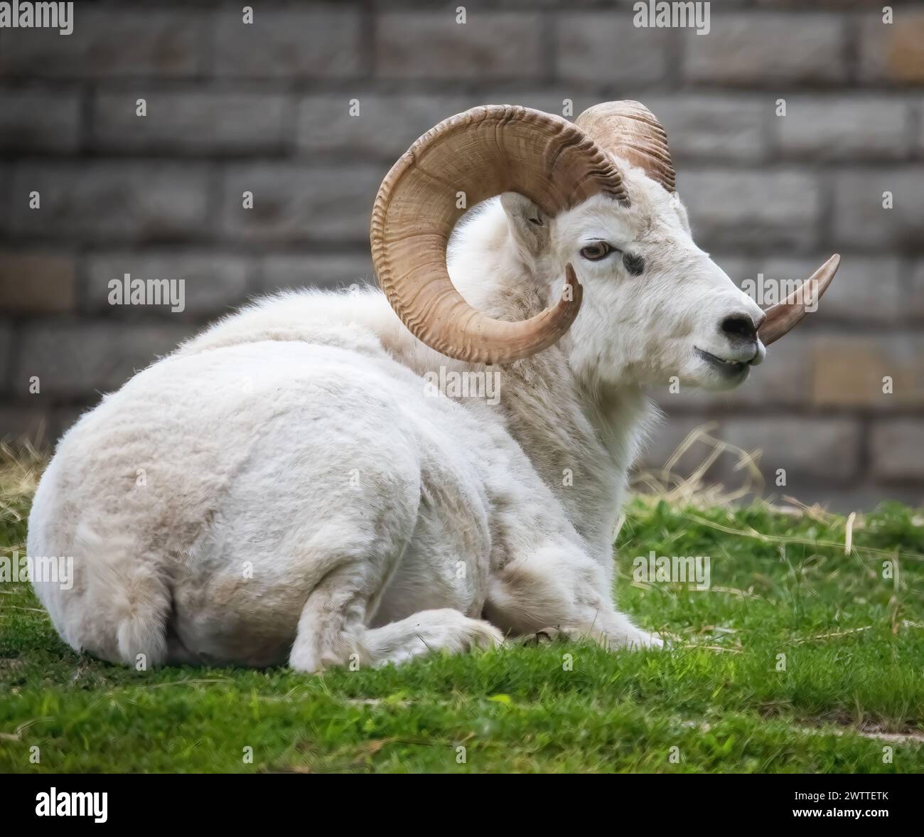 A resting dall's sheep on a summer day at Como Park Zoo and ...
