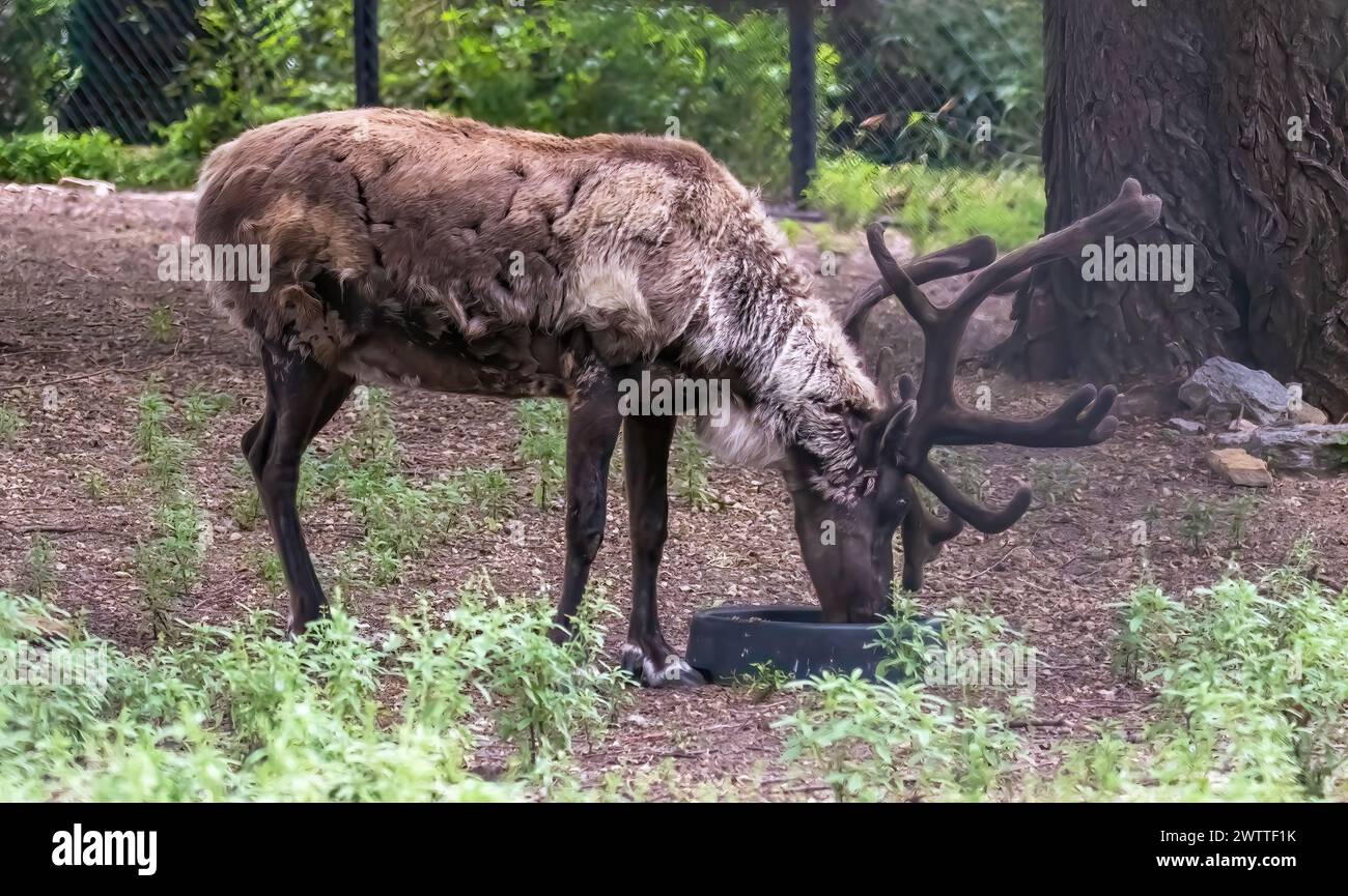 Reindeer eating in its pen on a summer day at the Como Park Zoo and ...