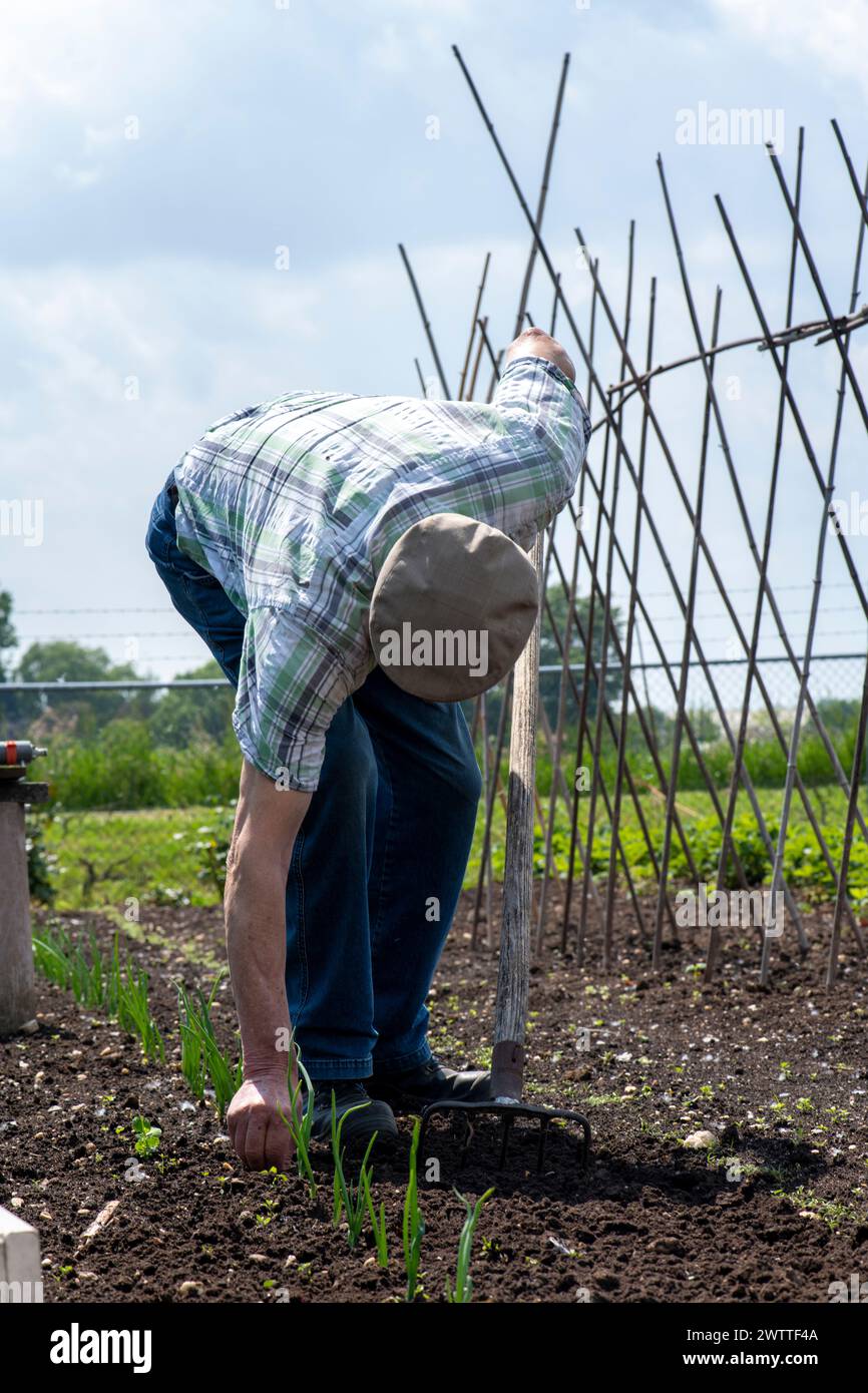 Gardener at work tending to young plants in the field Stock Photo - Alamy