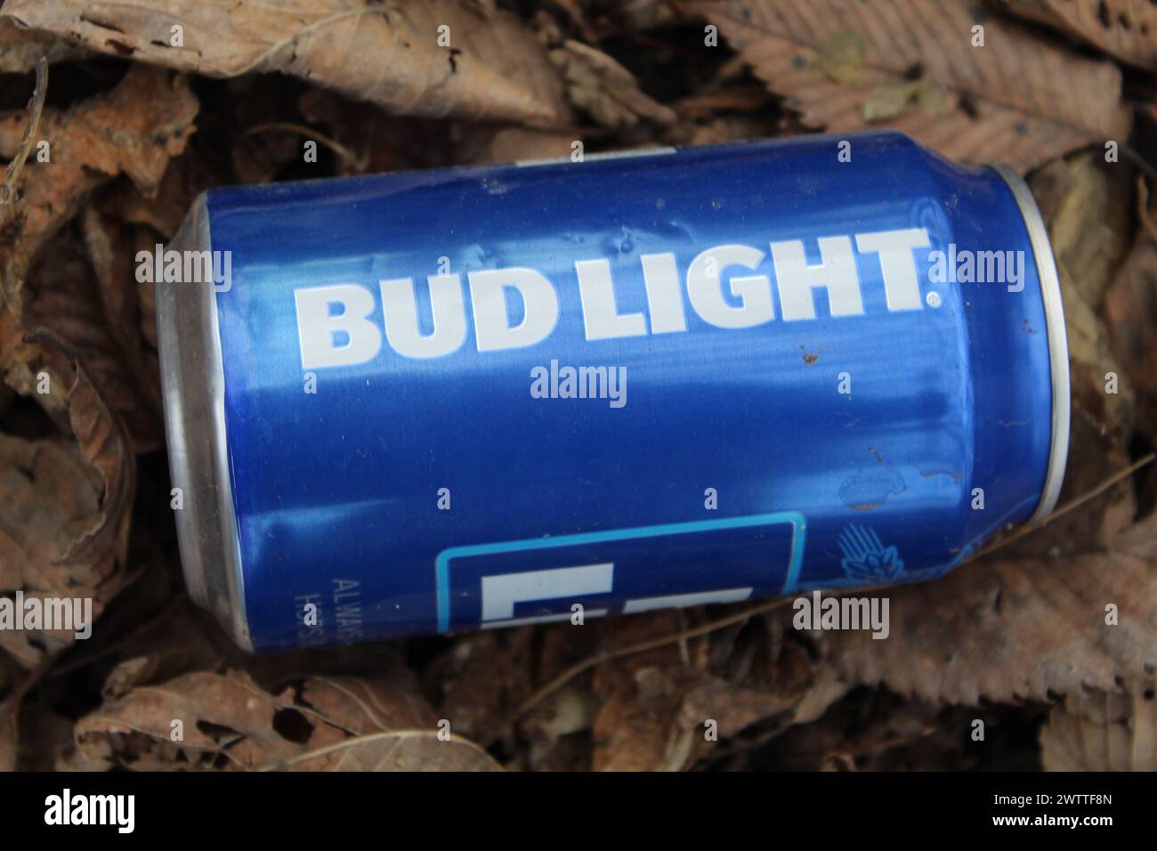Budweiser beer can hi-res stock photography and images - Alamy