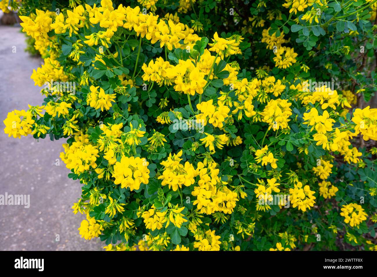 Coronilla valentina, the shrubby scorpion-vetch, scorpion vetch or ...