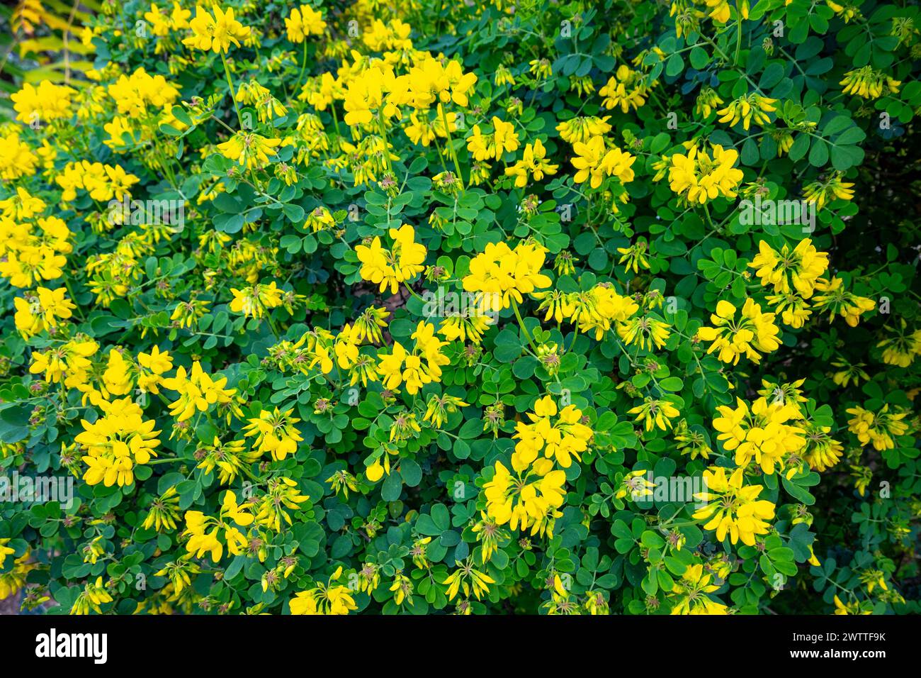 Coronilla valentina, the shrubby scorpion-vetch, scorpion vetch or ...