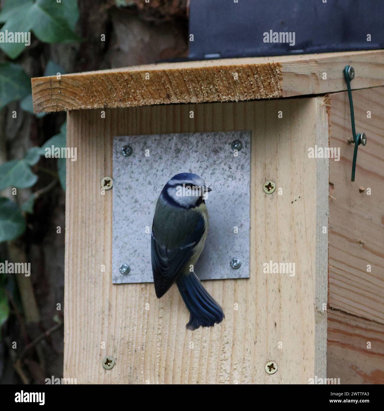 Blue Tit reviewing a newly installed birdbox Stock Photo - Alamy