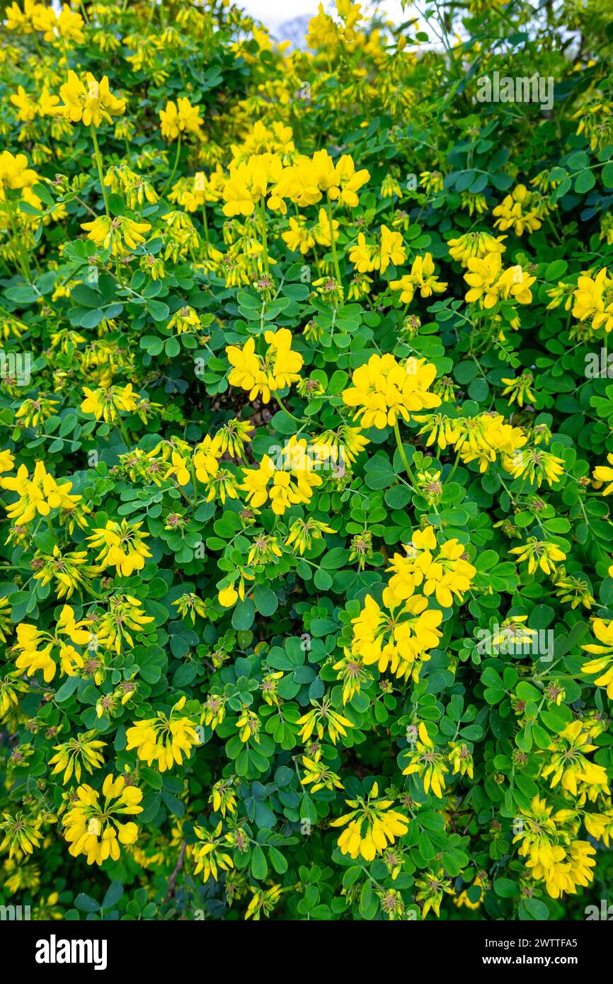 Coronilla valentina, the shrubby scorpion-vetch, scorpion vetch or ...