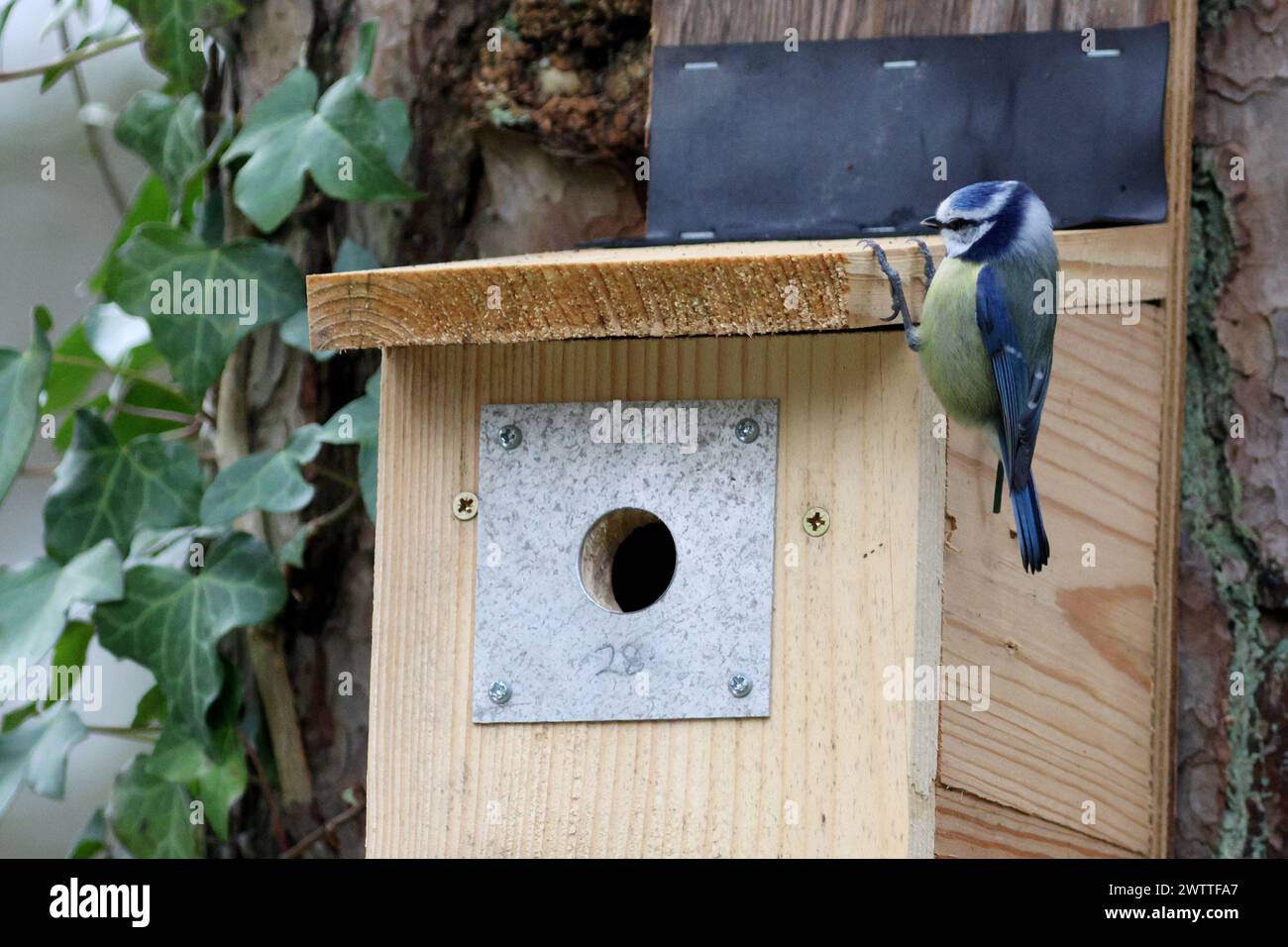 Blue Tit reviewing a newly installed birdbox Stock Photo - Alamy
