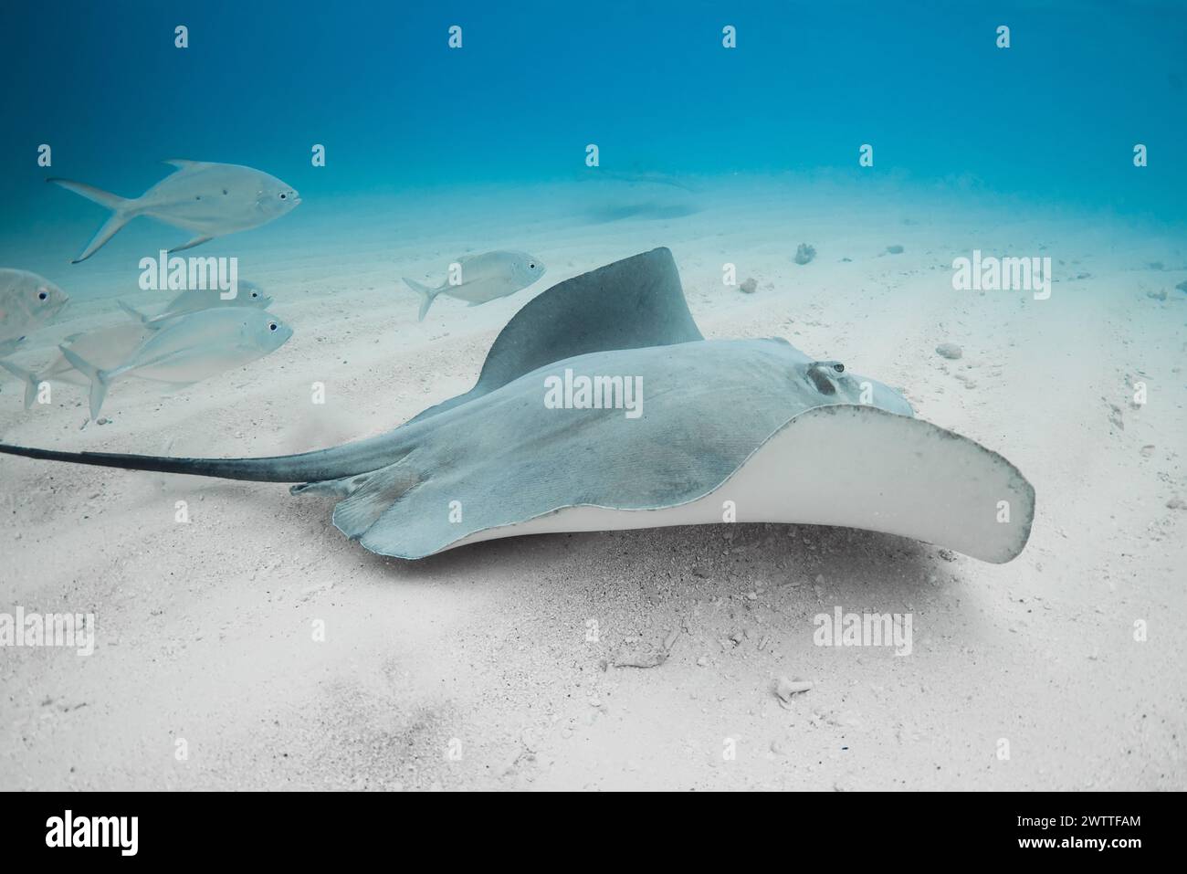 Stingray underwater on sandy sea bottom. Sting ray fish in tropical sea ...