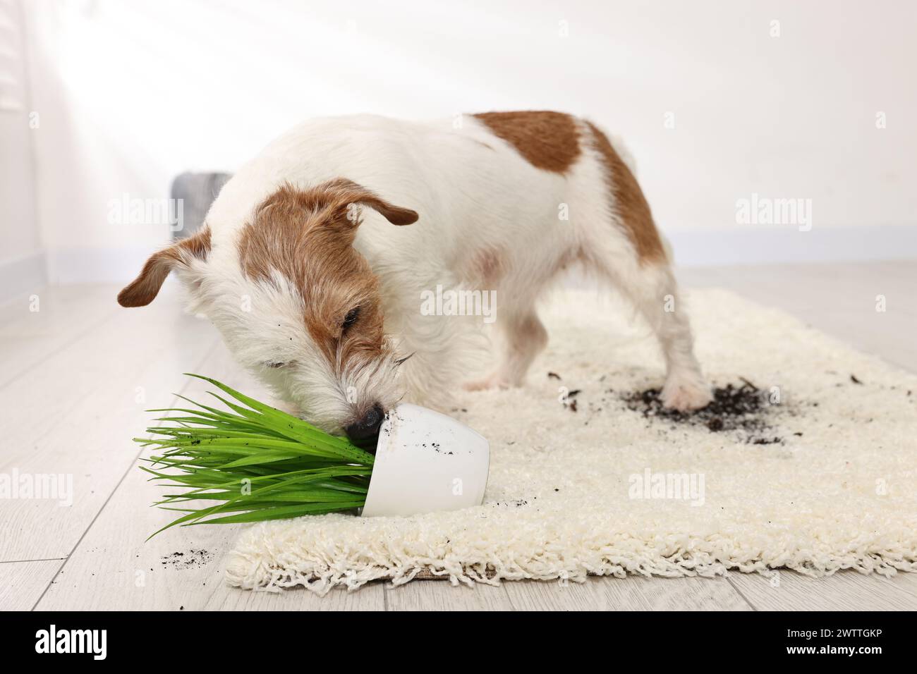 Cute dog near overturned houseplant on rug indoors Stock Photo - Alamy