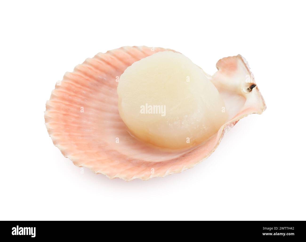Fresh raw scallop in shell isolated on white Stock Photo - Alamy
