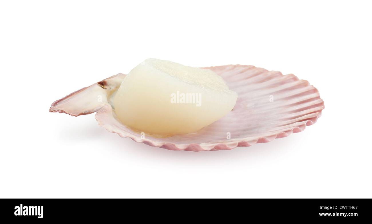 Fresh raw scallop in shell isolated on white Stock Photo - Alamy