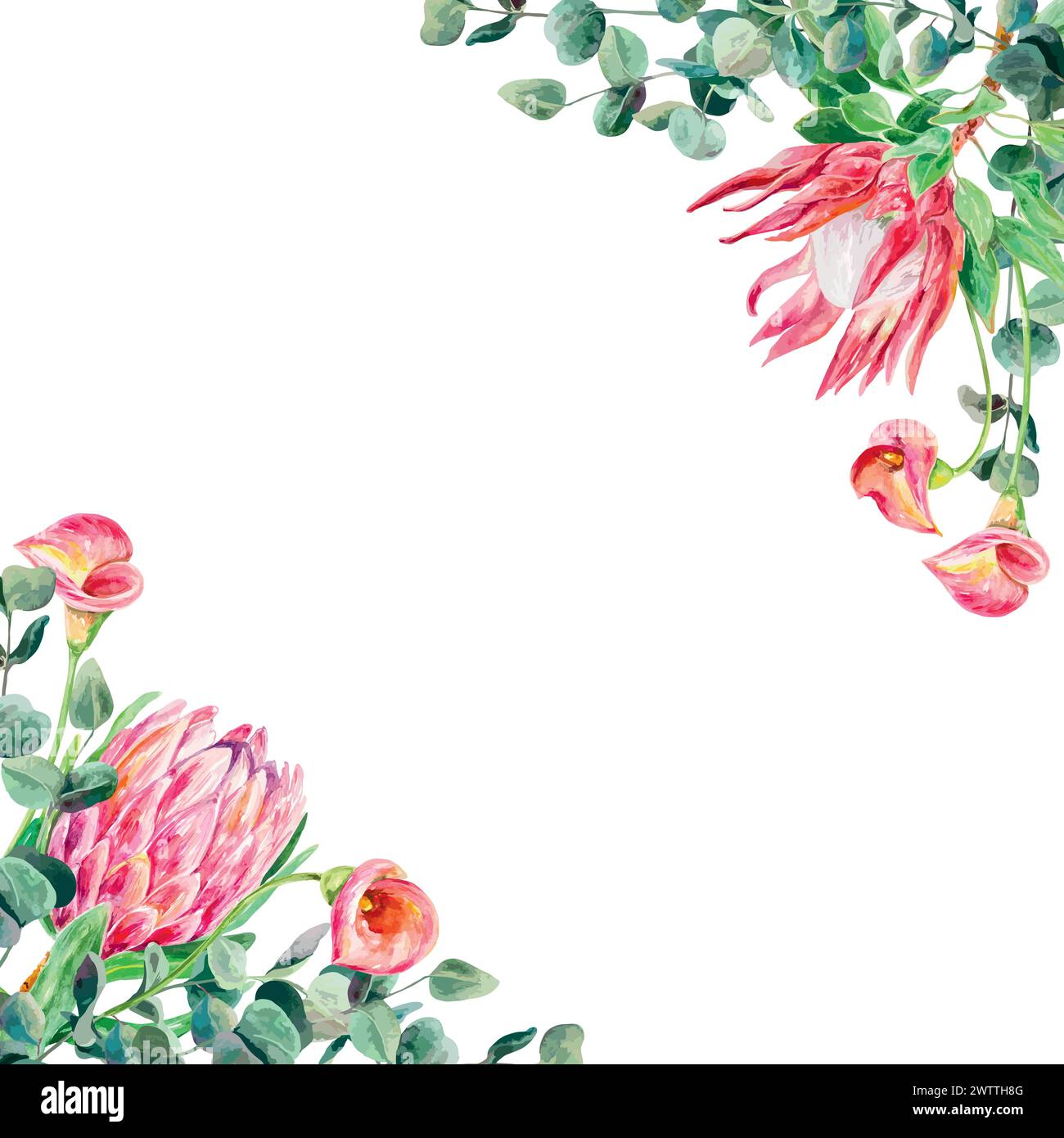 Protea watercolor, eucalyptus branches, calla lilies, frame. Vector illustration of pink flowers ...