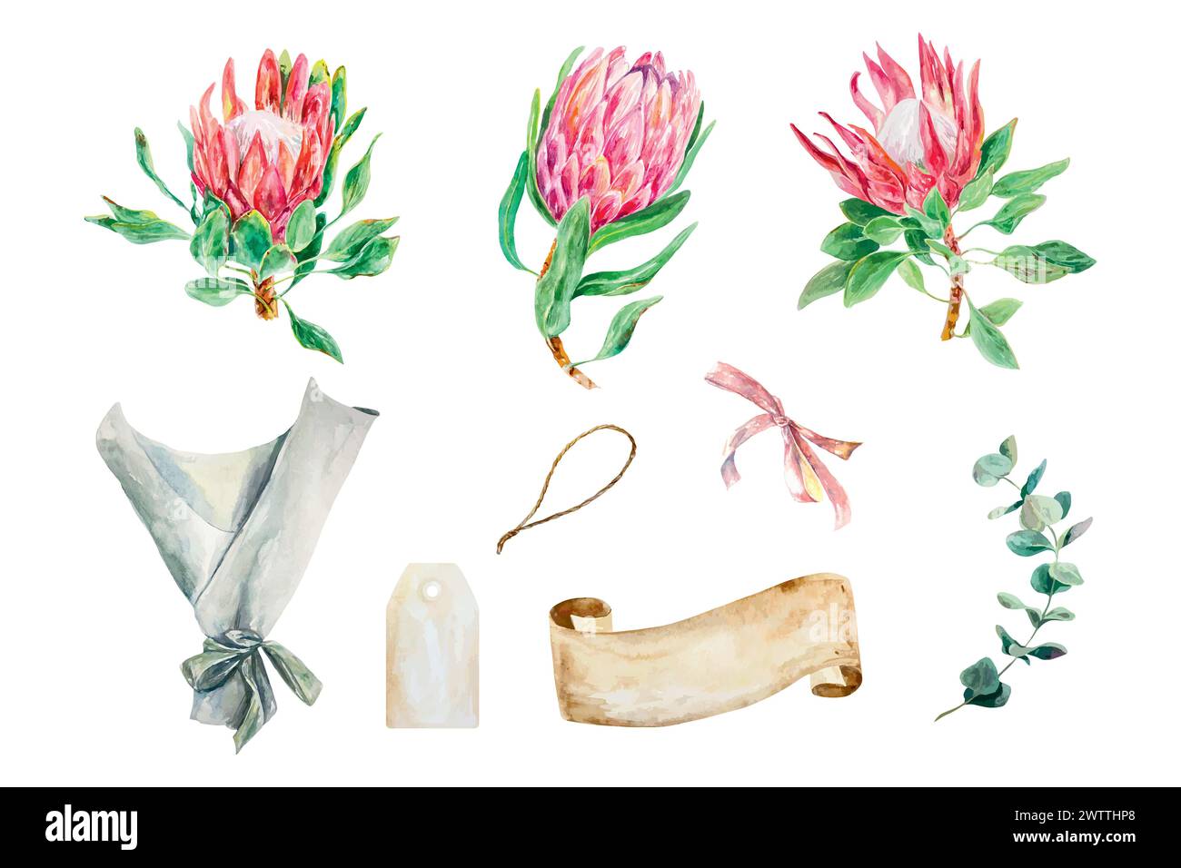 Protea watercolor, banner for text, eucalyptus branch, set. Vector ...