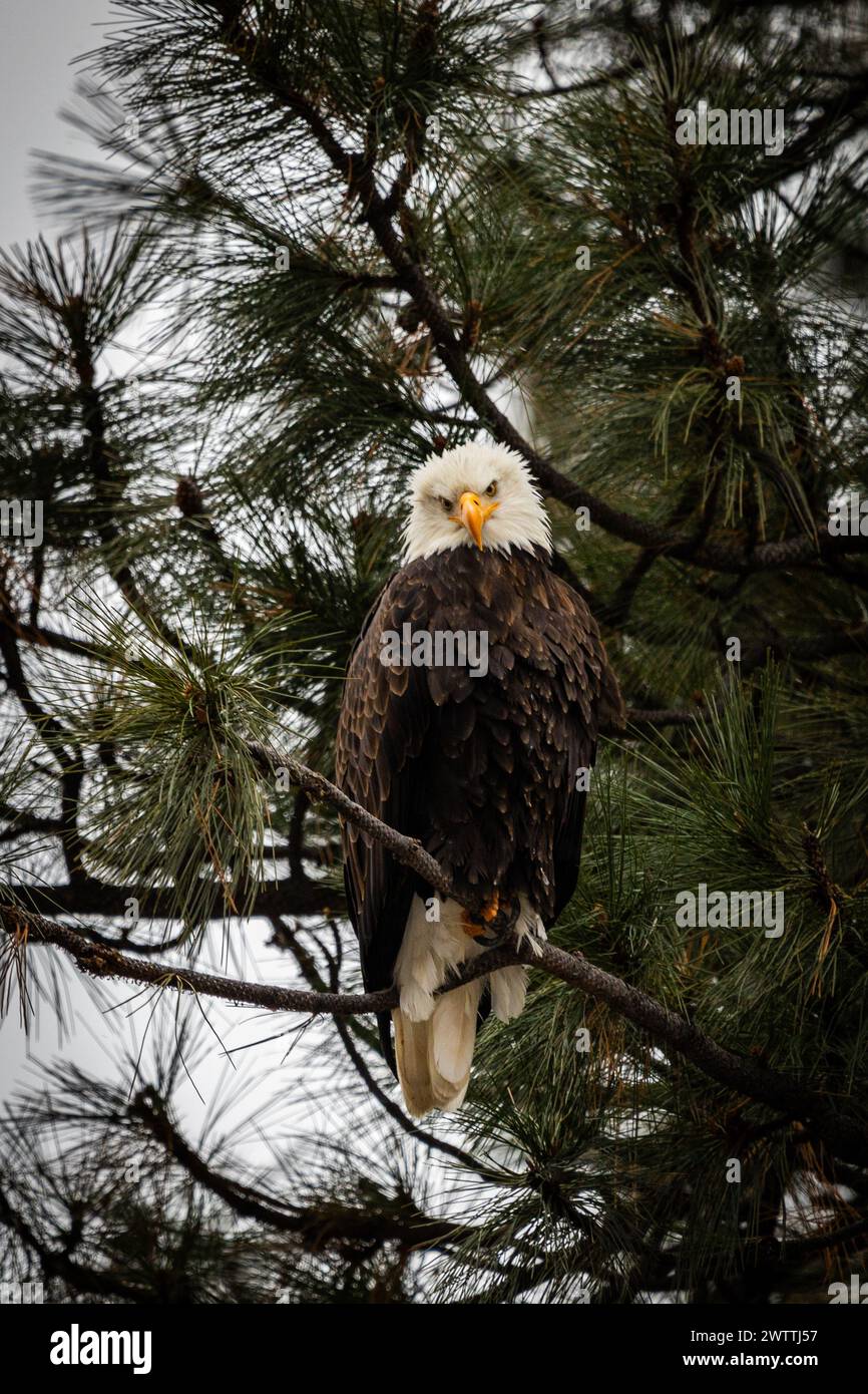 Tree gazing hi-res stock photography and images - Alamy