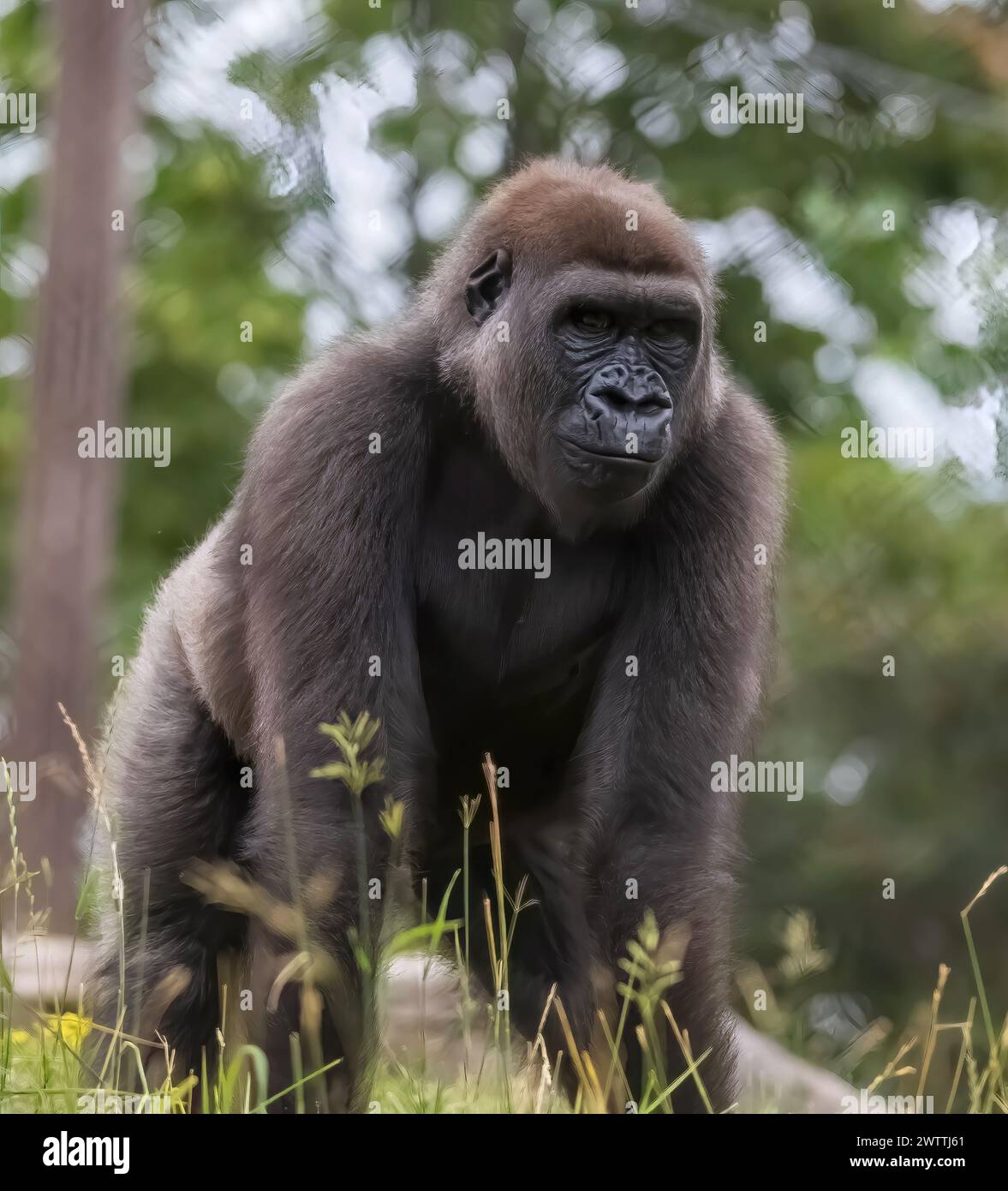 Huge silverback gorilla on a summer day at Como Park Zoo and Conservatory in St. Paul, Minnesota ...