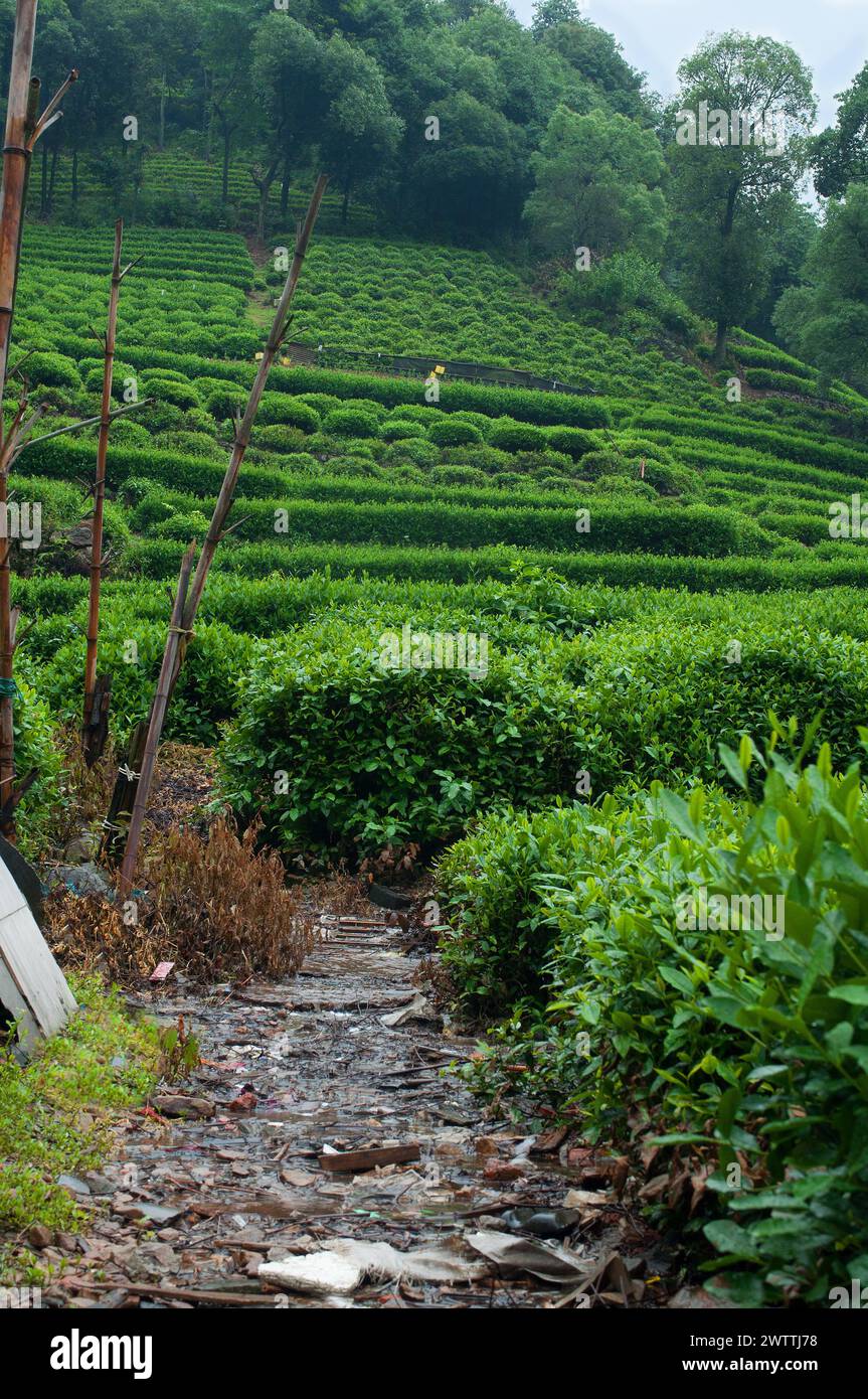 Longjian hi-res stock photography and images - Alamy