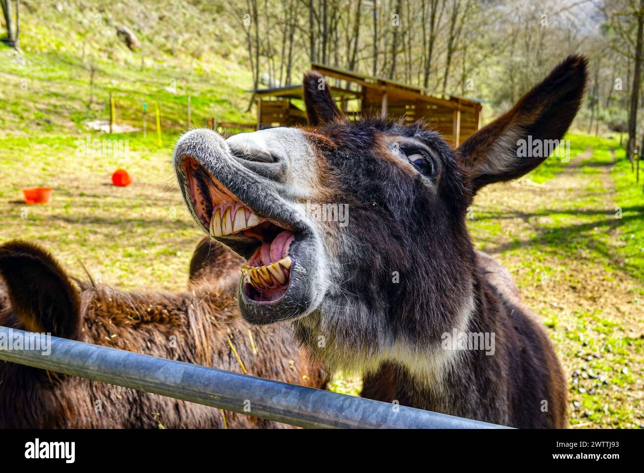 Donkey showing big yellow teeth hi-res stock photography and images - Alamy