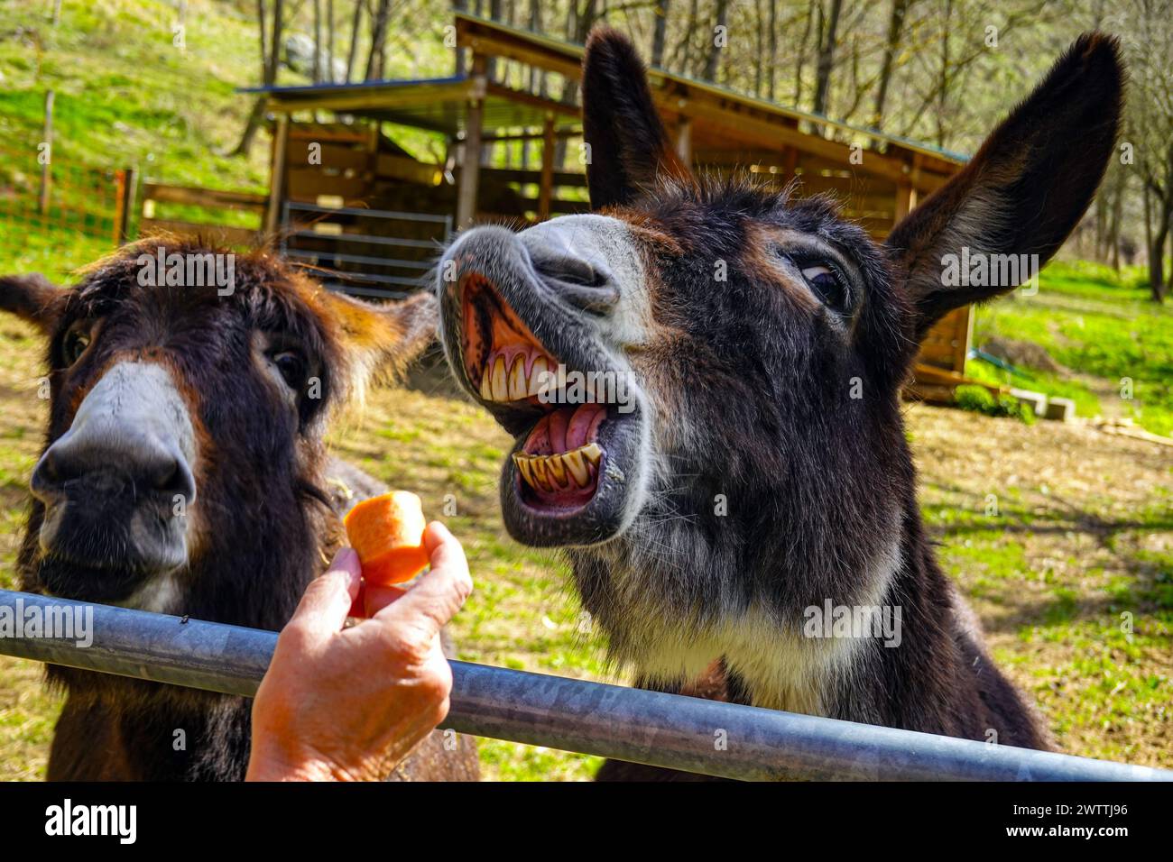 Donkey showing big yellow teeth, The Tarascon sur Ariege area of the ...
