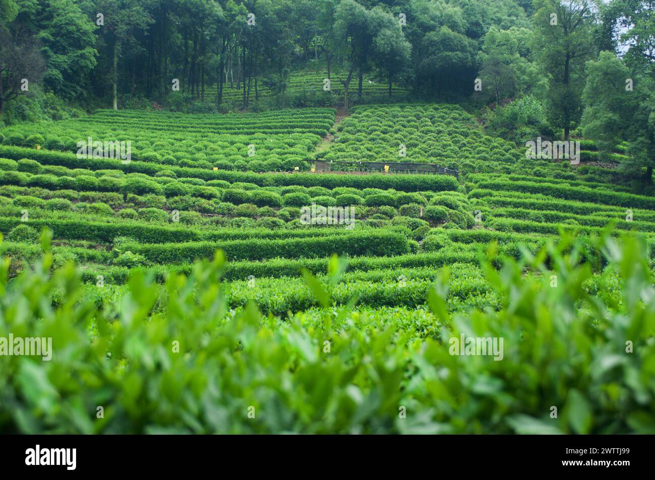 Dragon Tea Fields on Mountain Longjing Village Stock Photo - Alamy
