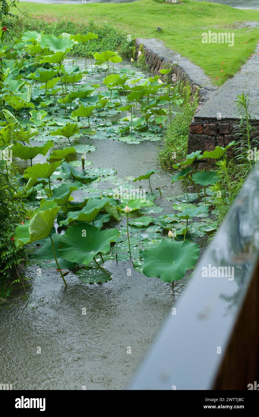 Rain on Lily Pads Stock Photo - Alamy