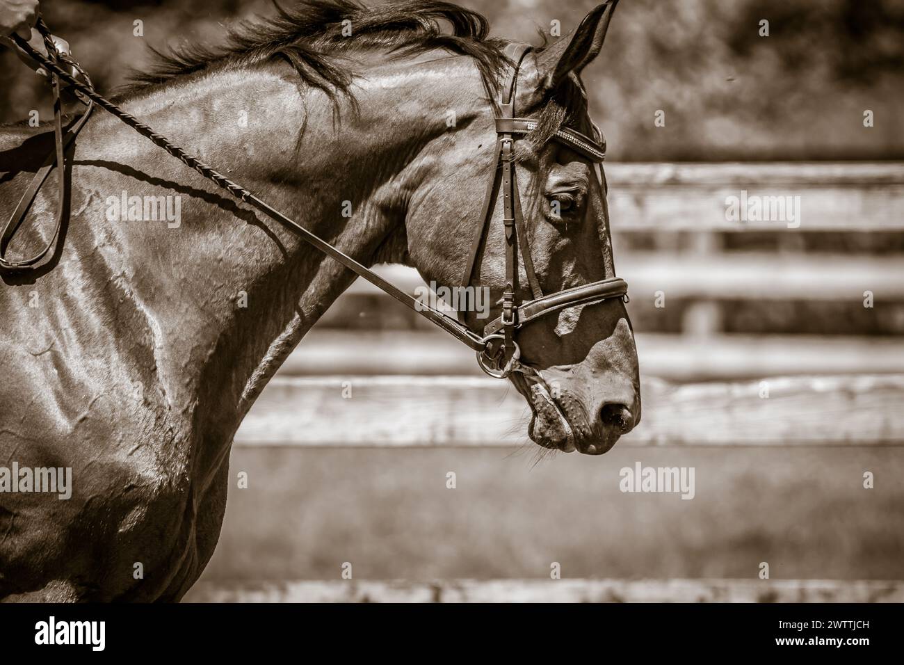 Stunning horse being ridden out in the field during a nice hot summer ...
