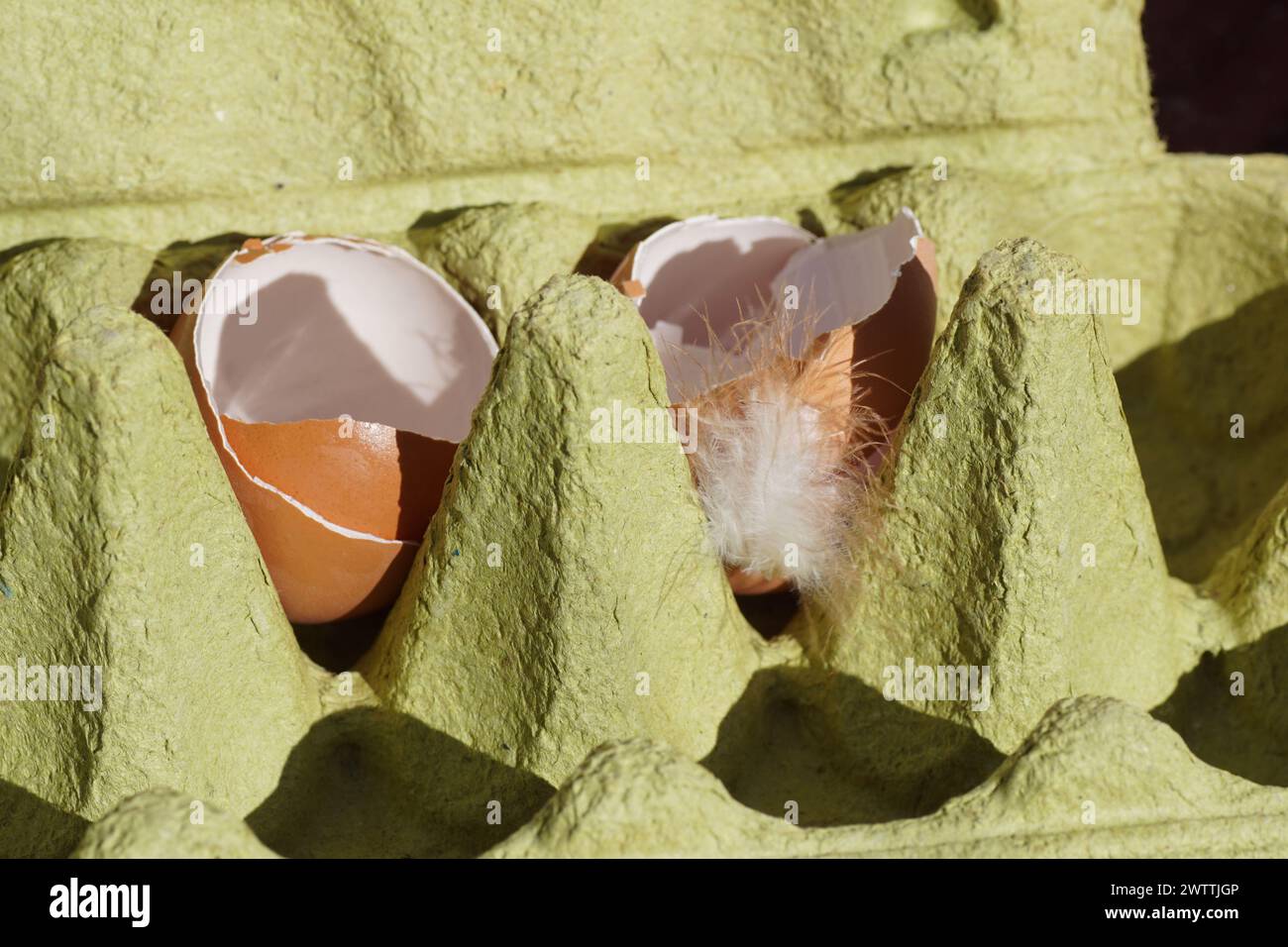 Closeup egg carton, carton packaging for eggs with empty broken egg ...
