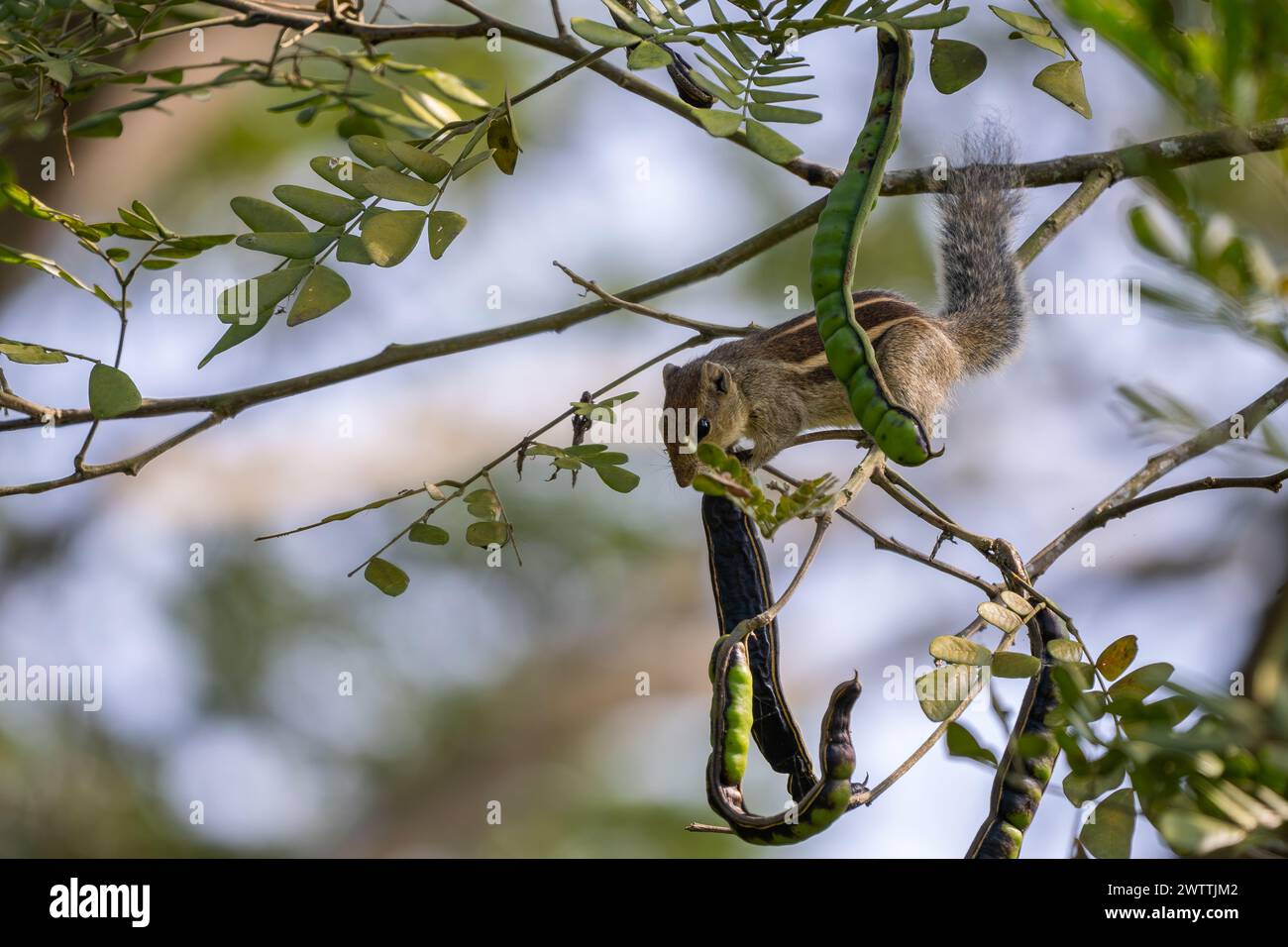 Indian Palm Squirrel - Funambulus palmarum, beautiful squirrel common ...